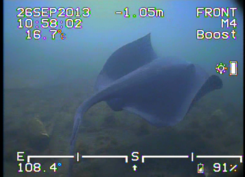 Subsea Tech | Mini-ROV Observer